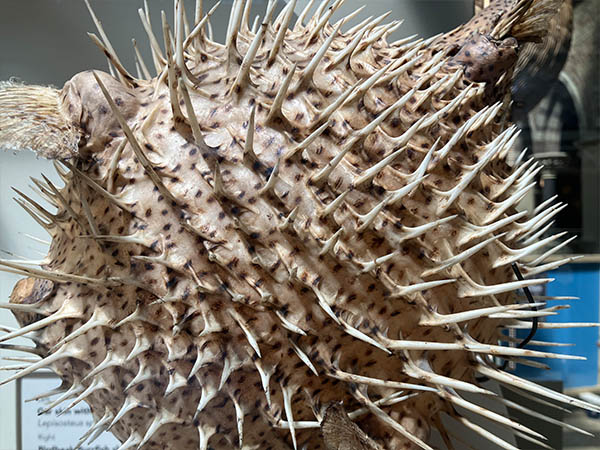 A Little Look At... Armoured Animals | Oxford University Museum of ...