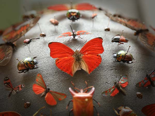 A Little Look At... Colour | Oxford University Museum of Natural History