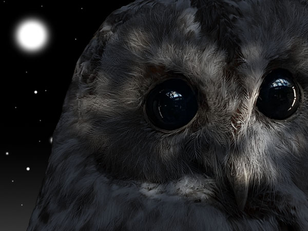 A Little Look At... Night Time Animals | Oxford University Museum of ...