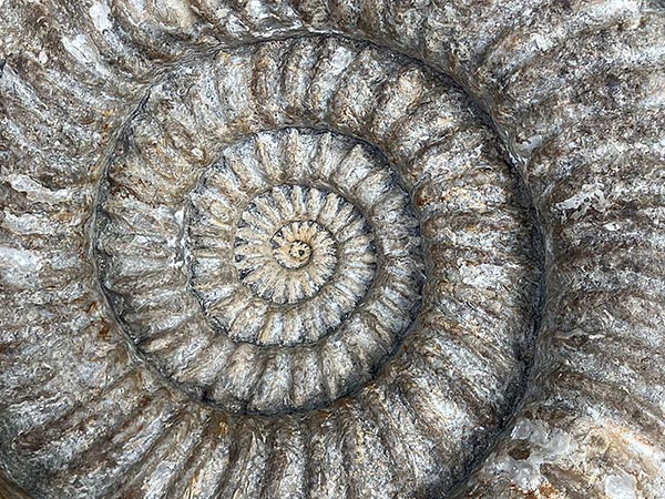Fossils and Findings: A Hands-On Half-Term Adventure | Oxford ...