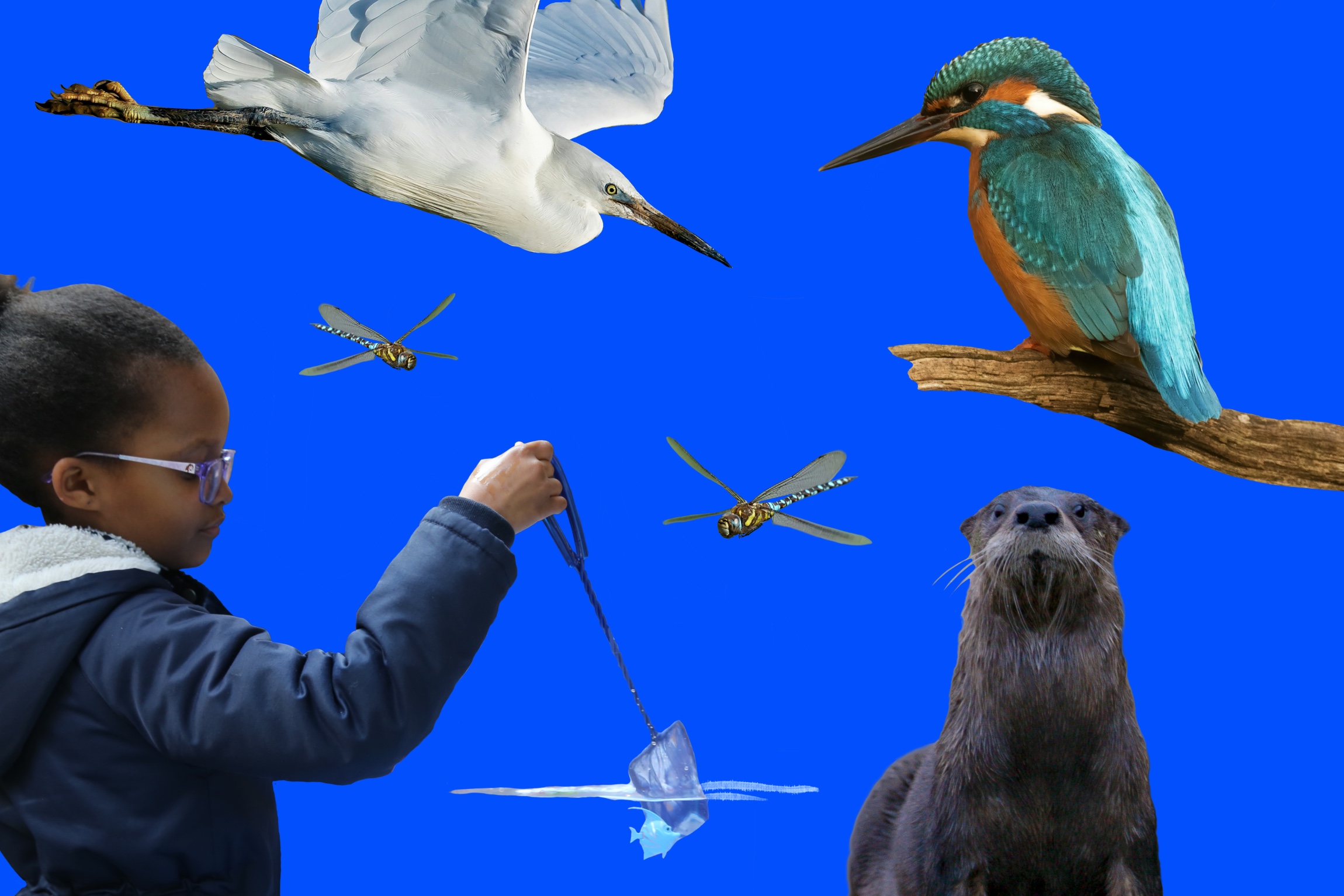 Freshwater Friends | Oxford University Museum of Natural History