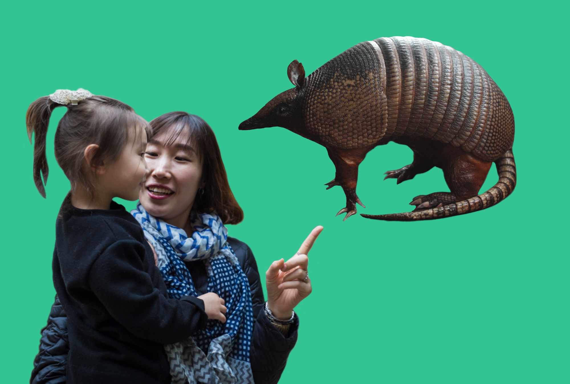 A Little Look at... Armoured Animals | Oxford University Museum of ...