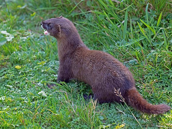 Mink Eradication At A Landscape-Scale | Oxford University Museum of ...