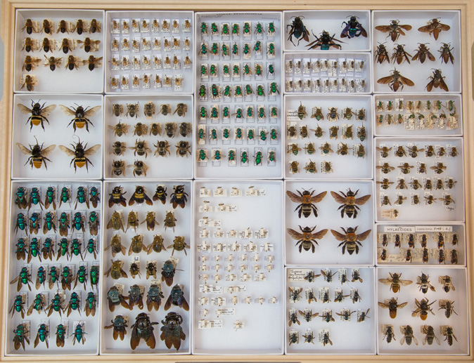The wonderful diversity of bees | Oxford University Museum of Natural ...
