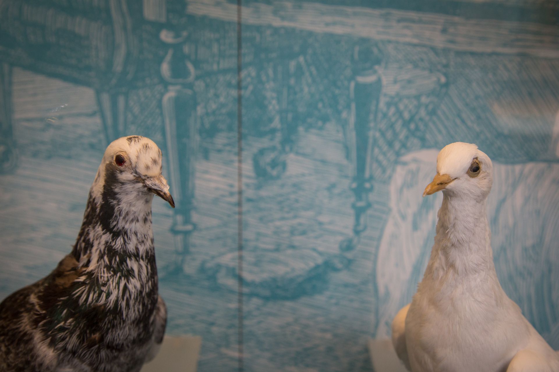 Endless Variations | Oxford University Museum of Natural History