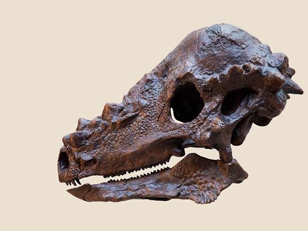 Largest Mass Extinction Mass Extinction Is A Choice. A New Study Shows