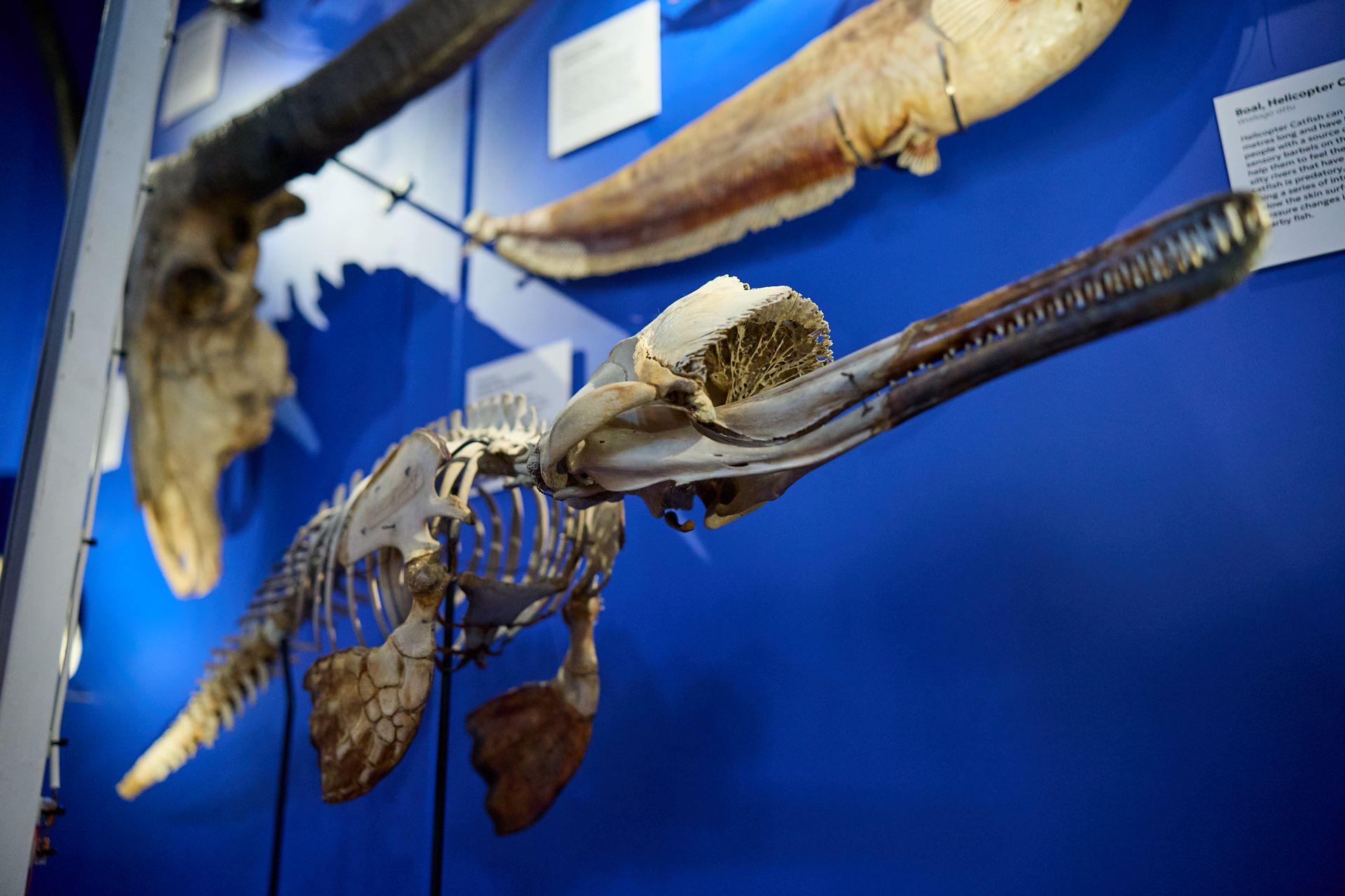 Fair Water Online | Oxford University Museum of Natural History