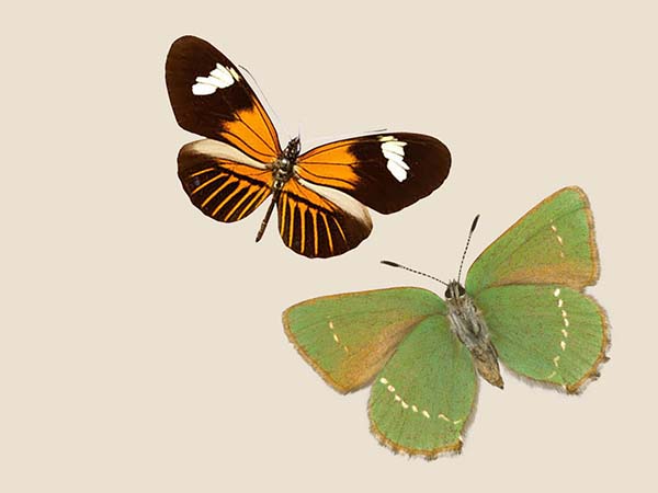 The colourful world of insects | Oxford University Museum of Natural ...