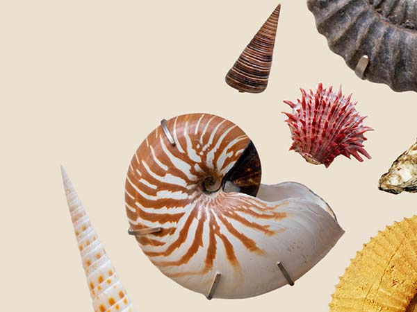 Shell variation in molluscs | Oxford University Museum of Natural History