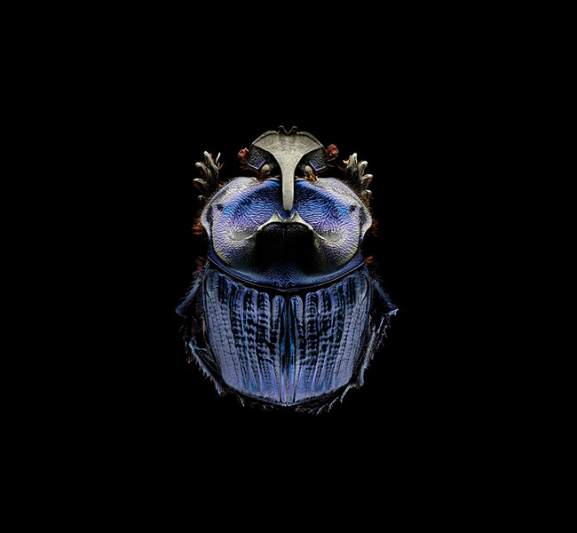 Amazonian Purple Warrior Scarab | Oxford University Museum of Natural ...