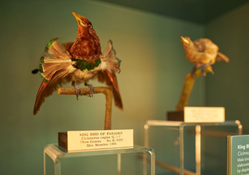 Evolution | Oxford University Museum of Natural History