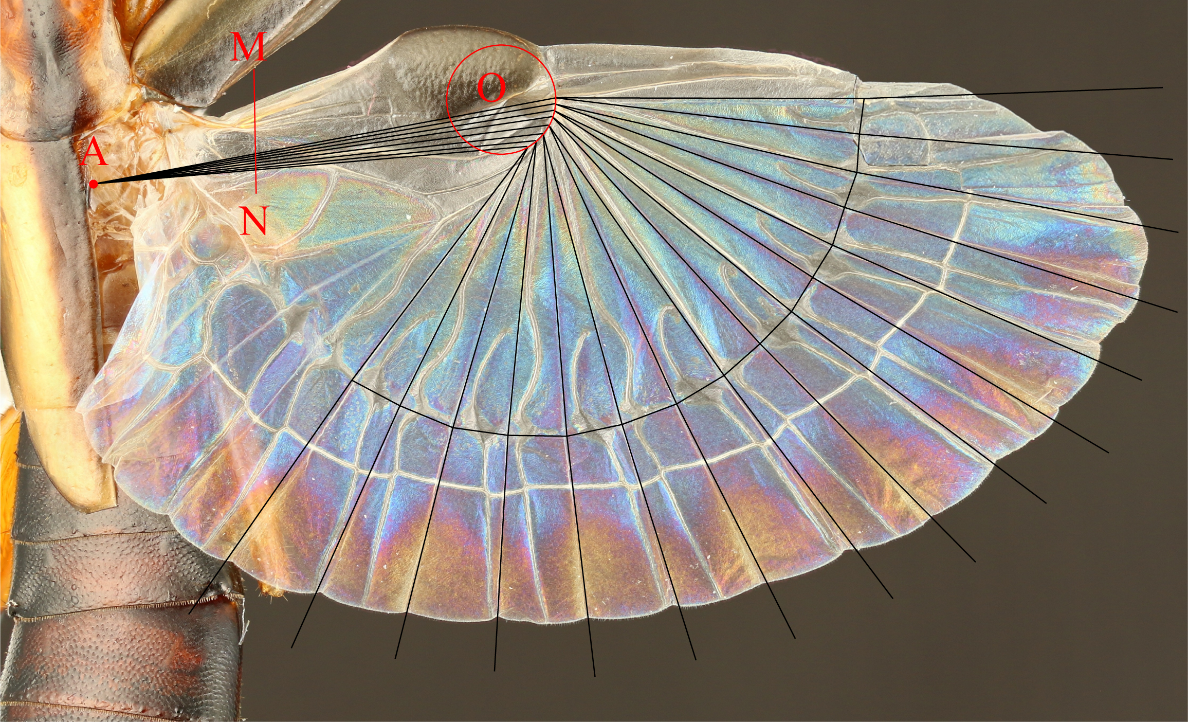 Design of insect-inspired fans offers wide-ranging applications ...