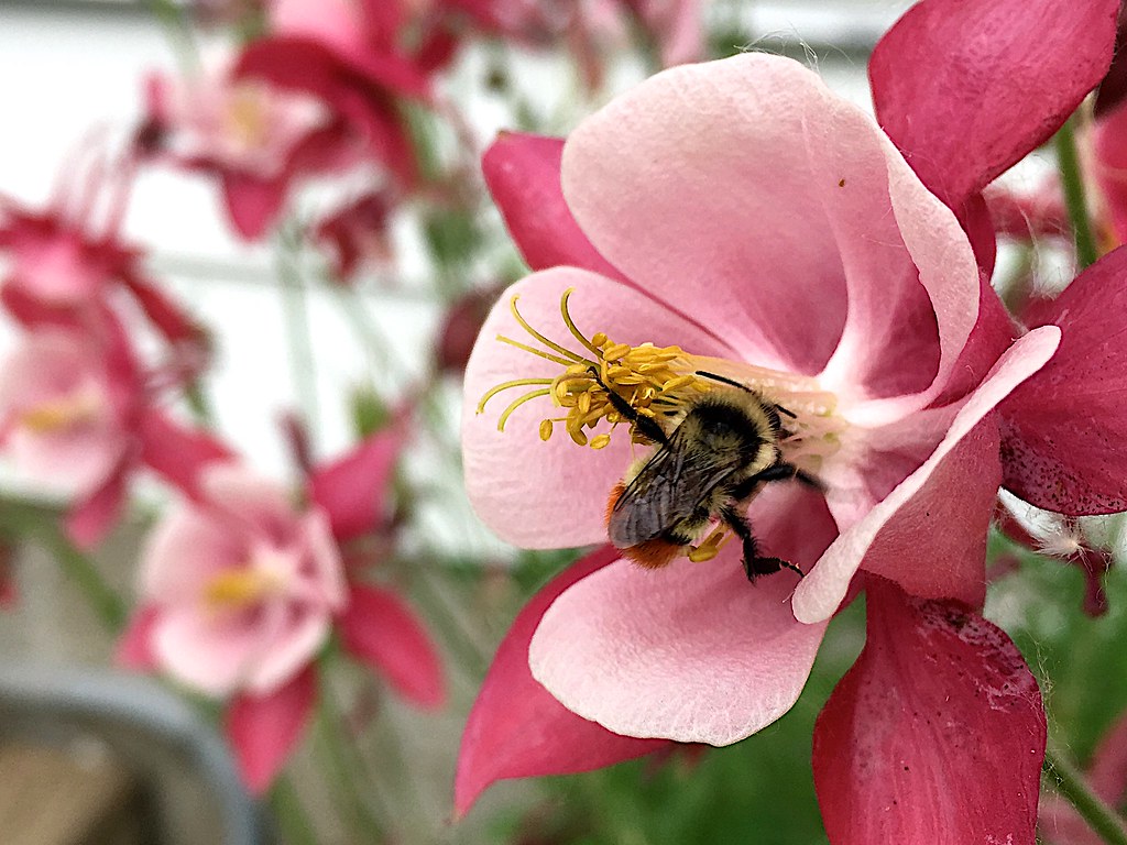 British Bee Diversity | Oxford University Museum of Natural History