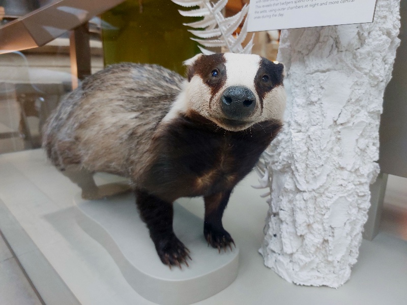 The Badgers That Have Been Studied for Over 50 Years | Oxford ...