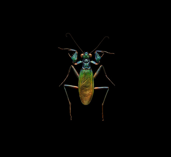 Iridescent Bark Mantis | Oxford University Museum of Natural History
