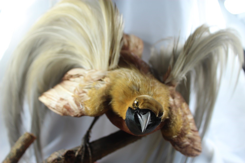 Birds of Paradise | Oxford University Museum of Natural History
