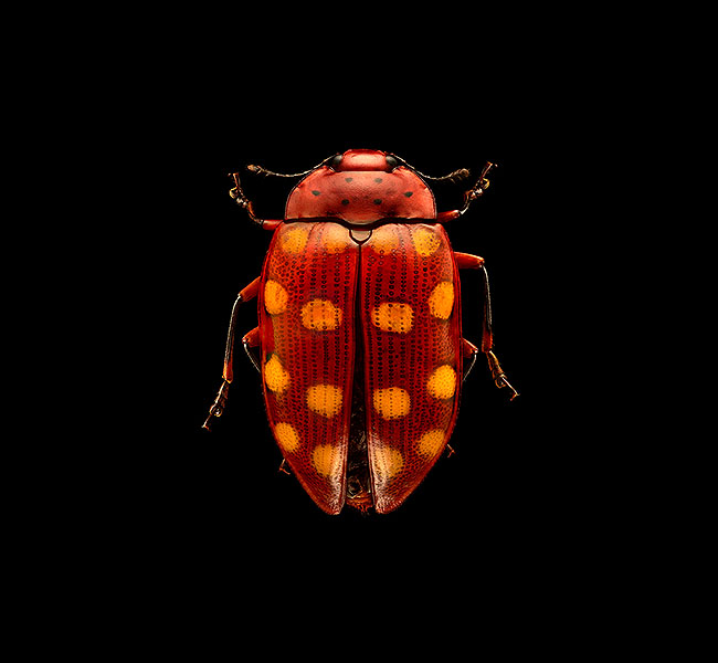 Pleasing fungus beetle | Oxford University Museum of Natural History