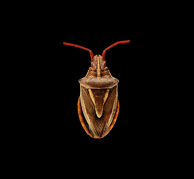 Shield bug | Oxford University Museum of Natural History