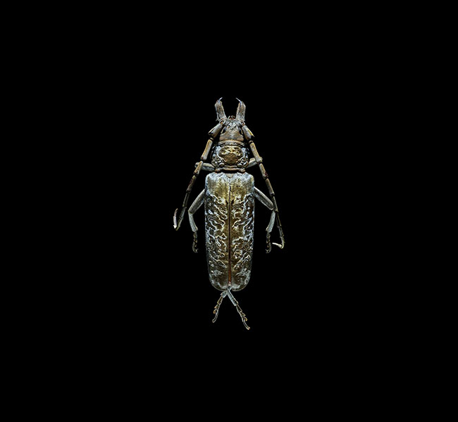 Silver longhorn beetle | Oxford University Museum of Natural History