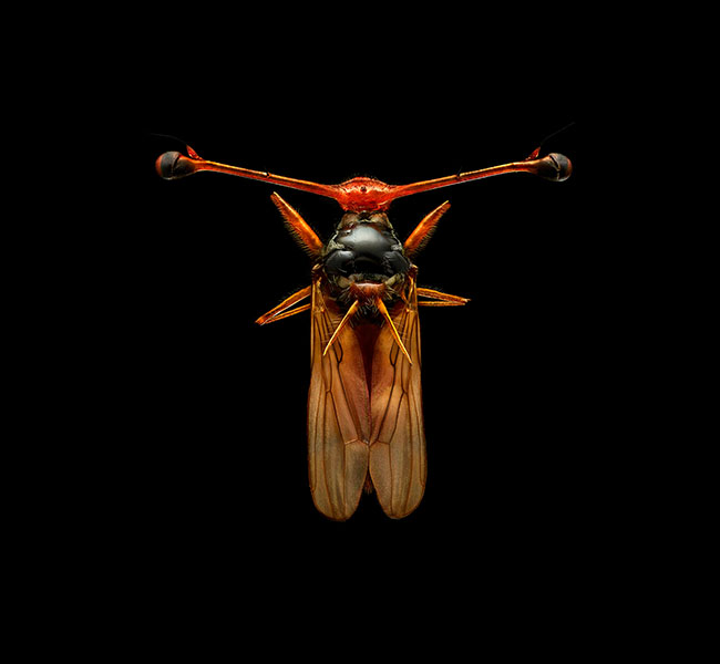 Stalk-eyed fly | Oxford University Museum of Natural History