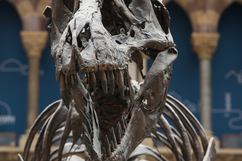 Eggtastic Animals | Oxford University Museum of Natural History