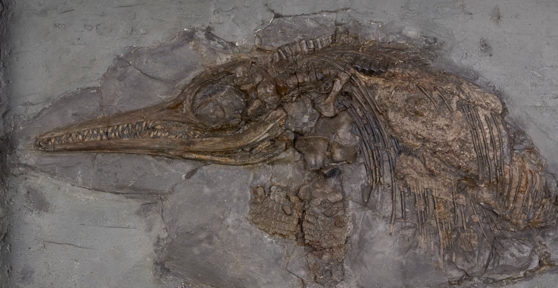 Palaeontology | Oxford University Museum of Natural History