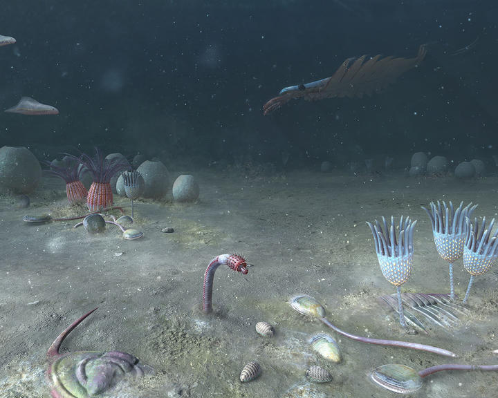 First animals: fossils and reconstructions | Oxford University Museum ...