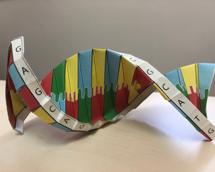 Origami Dna Model Instructions