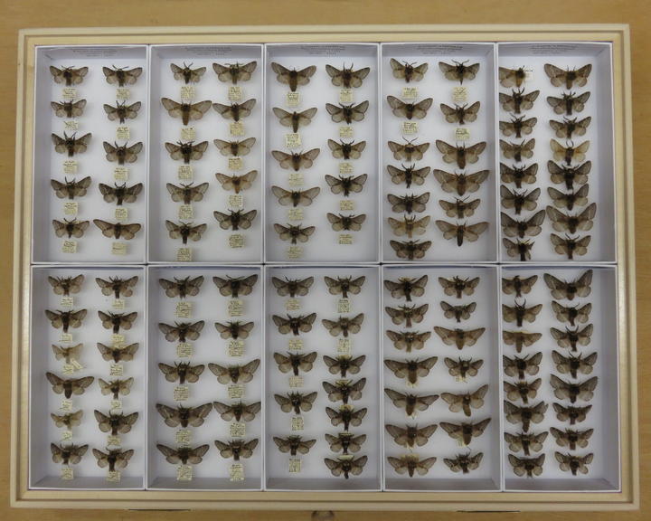 Marvellous Moths | Oxford University Museum of Natural History