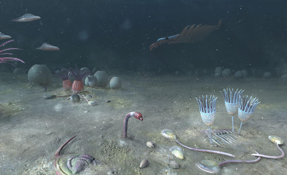 First animals: fossils and reconstructions | Oxford University Museum ...