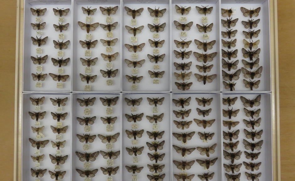 Marvellous Moths | Oxford University Museum of Natural History