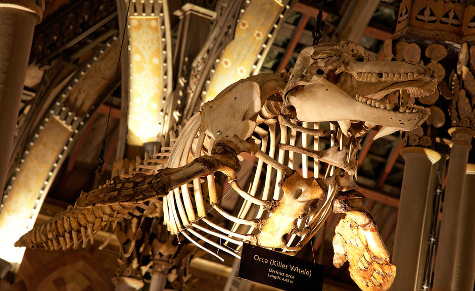 Whale skeletons | Oxford University Museum of Natural History