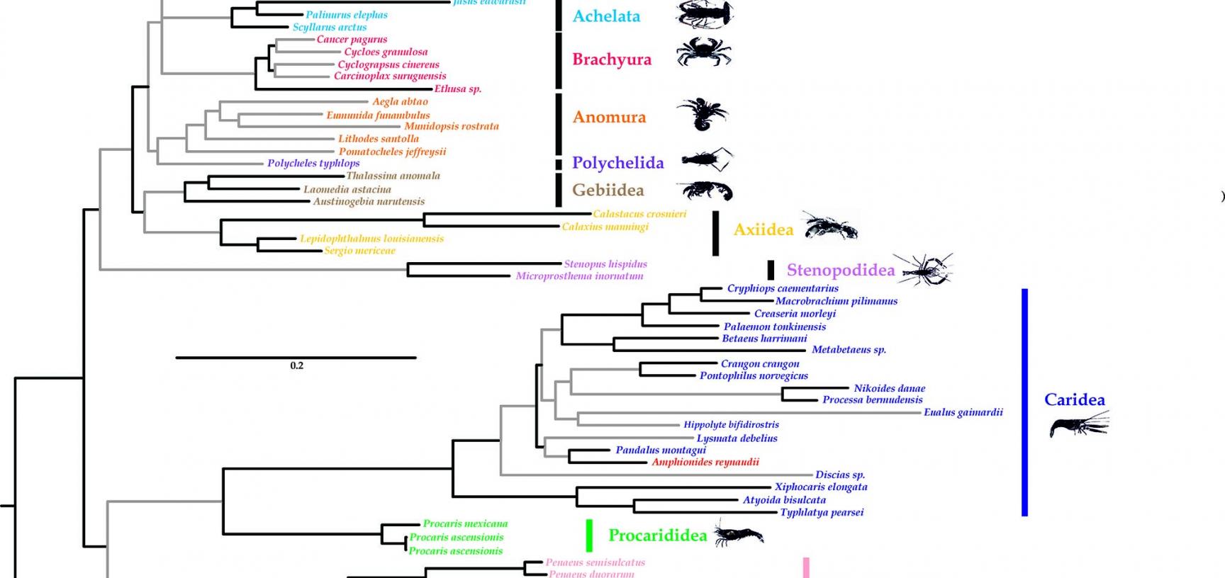 Arthropod evolution | Oxford University Museum of Natural History