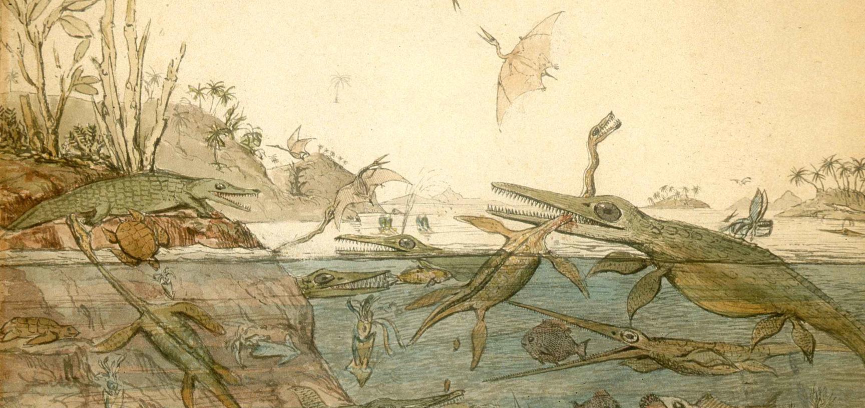 Mary Anning's Ichthyosaur | Oxford University Museum of Natural History