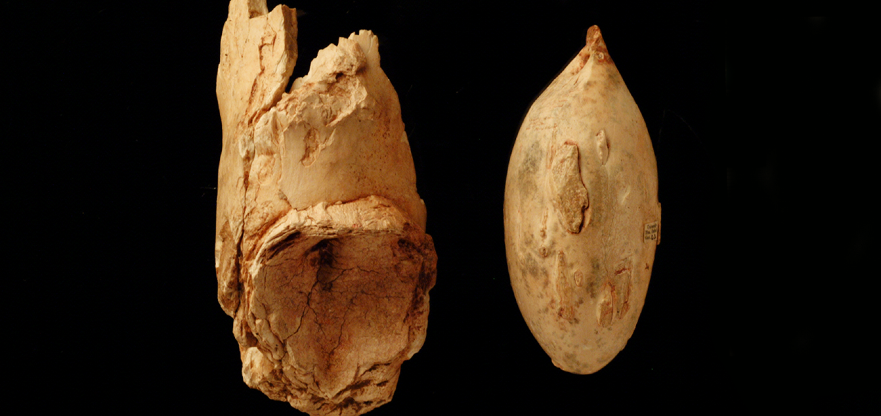 The 'Red Lady' of Paviland | Oxford University Museum of Natural History