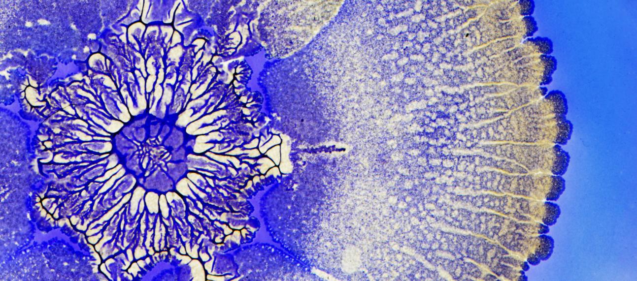 Exhibitions | Oxford University Museum of Natural History