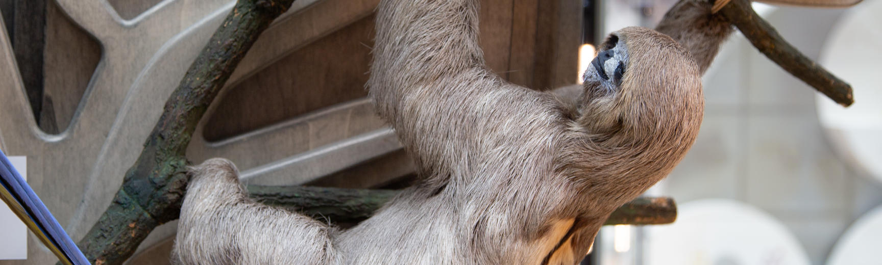 Visit us | Oxford University Museum of Natural History