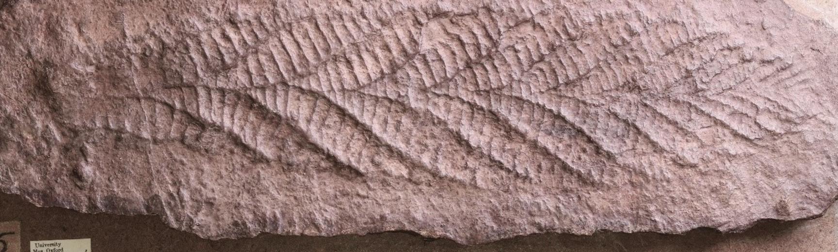 Brasier Collection | Oxford University Museum of Natural History