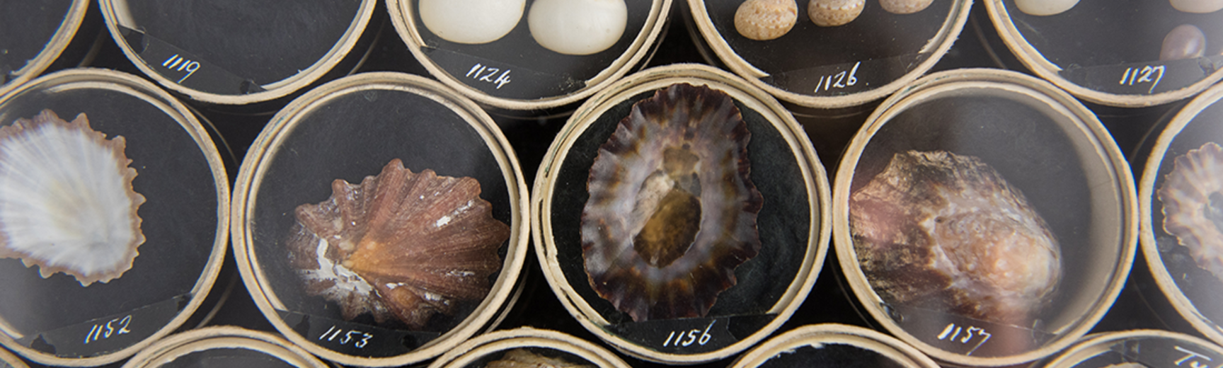 Molluscs | Oxford University Museum of Natural History