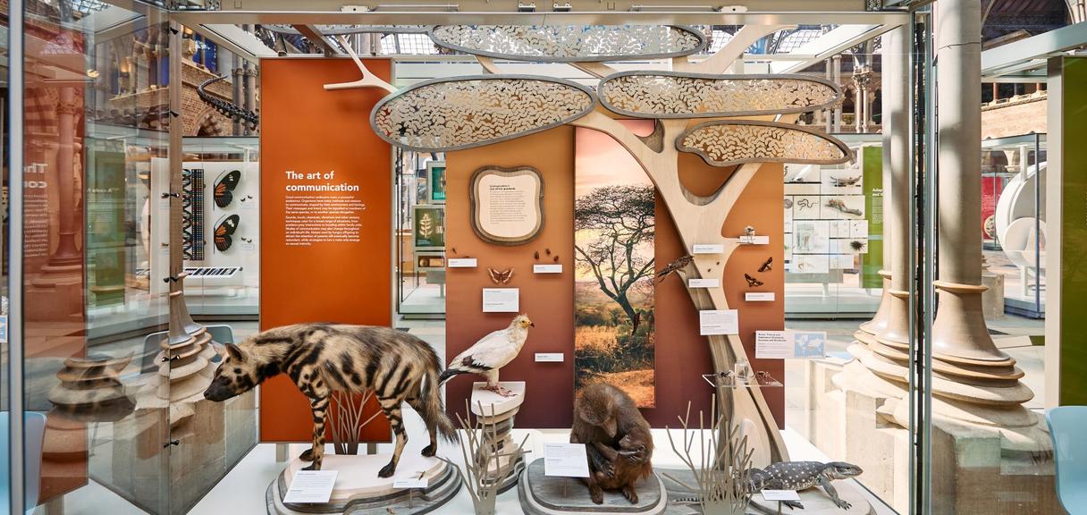 EXHIBITIONS AND DISPLAYS | Oxford University Museum of Natural History