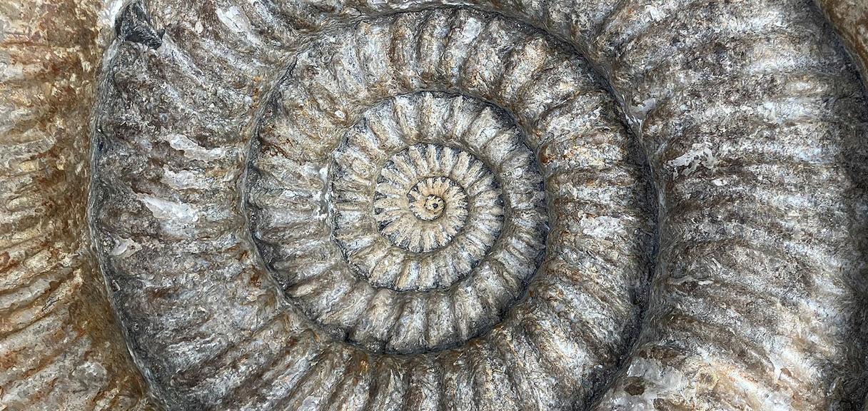 Fossils and Findings: A Hands-On Half-Term Adventure | Oxford University Museum of Natural History