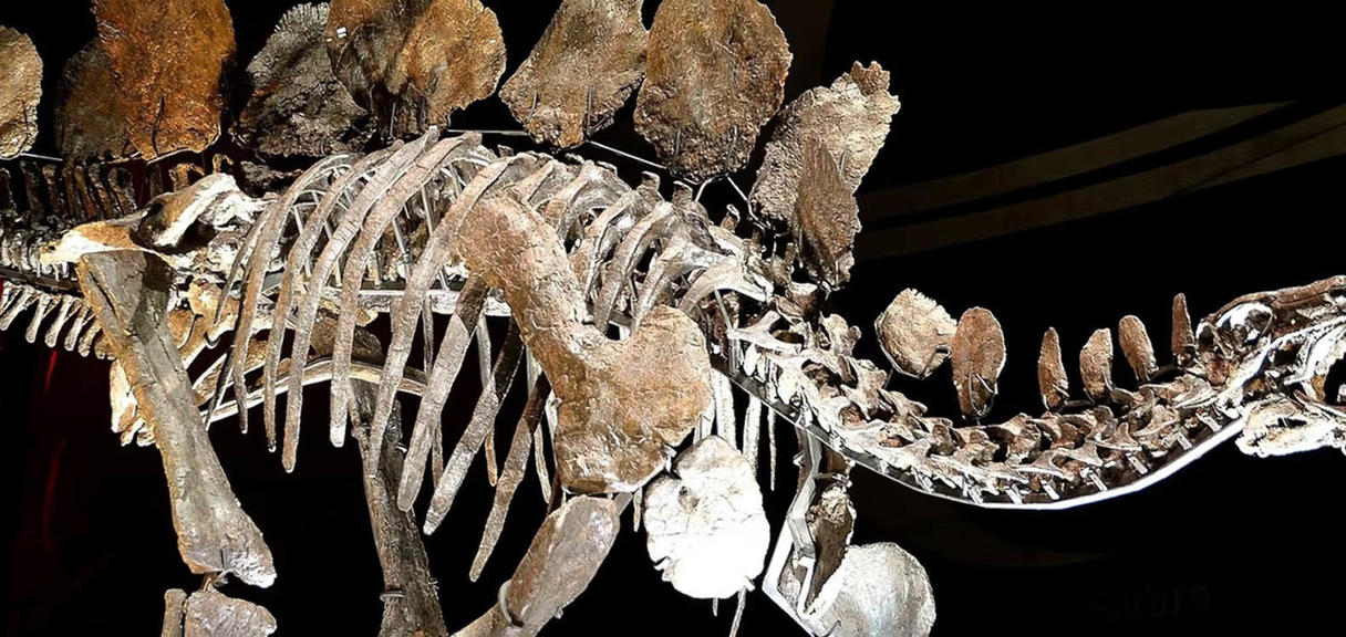 The Stegosaurian Dinosaurs | Oxford University Museum of Natural History
