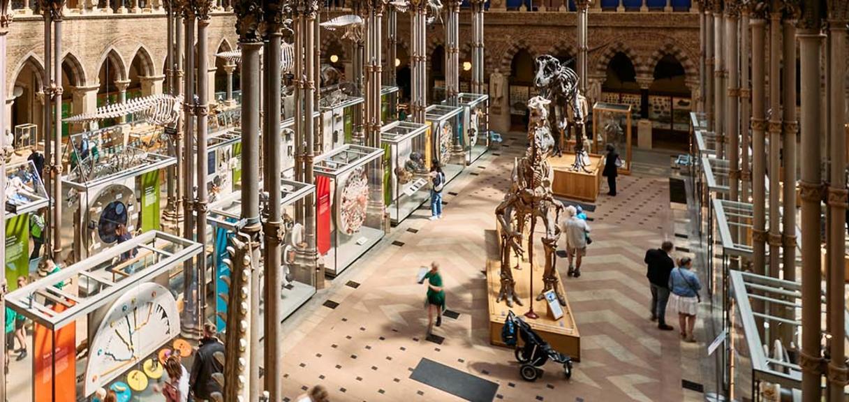 Relaxed Morning Opening | Oxford University Museum of Natural History