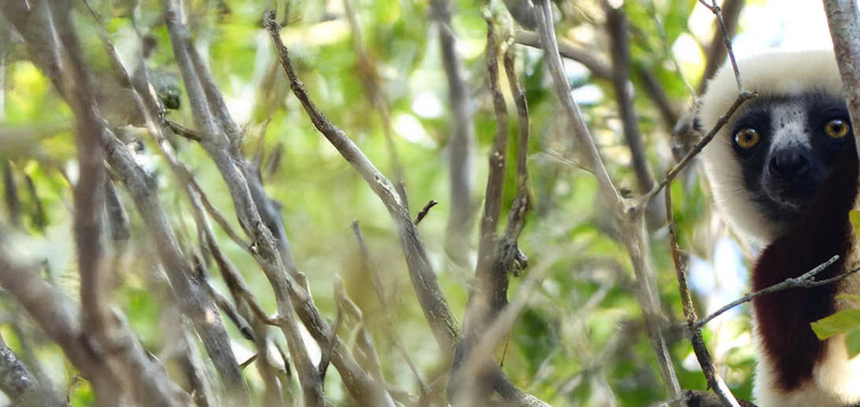 Encounters in the Forest | Oxford University Museum of Natural History