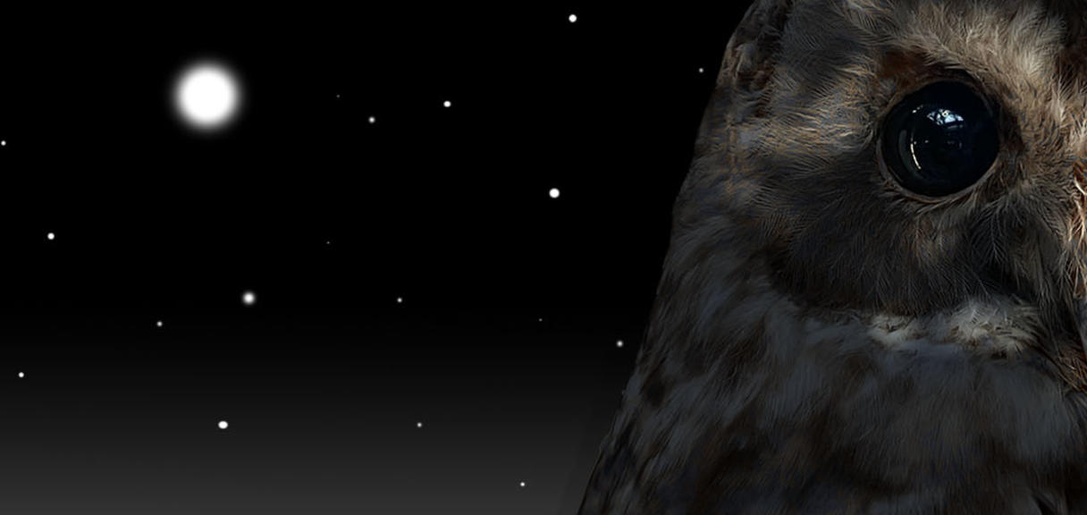 A Little Look At... Night Time Animals | Oxford University Museum of ...