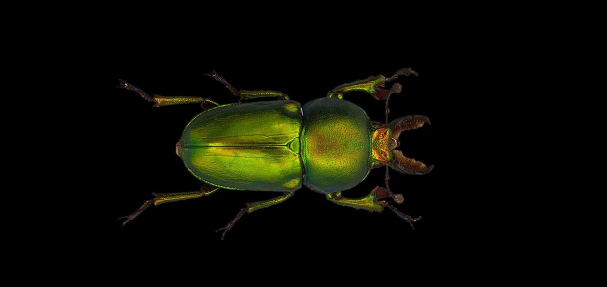 Insects | Oxford University Museum of Natural History