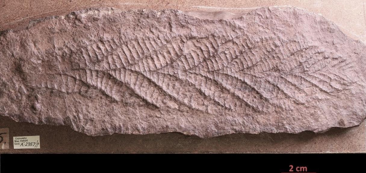 Brasier Collection | Oxford University Museum of Natural History