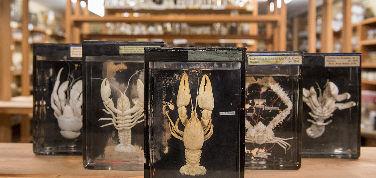 Crustaceans | Oxford University Museum of Natural History