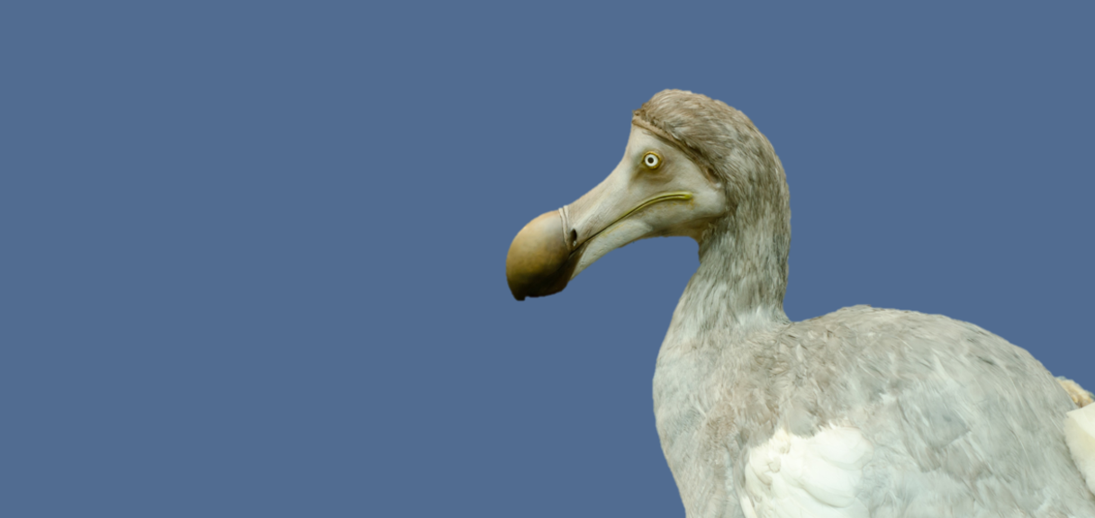 The Oxford Dodo | Oxford University Museum of Natural History
