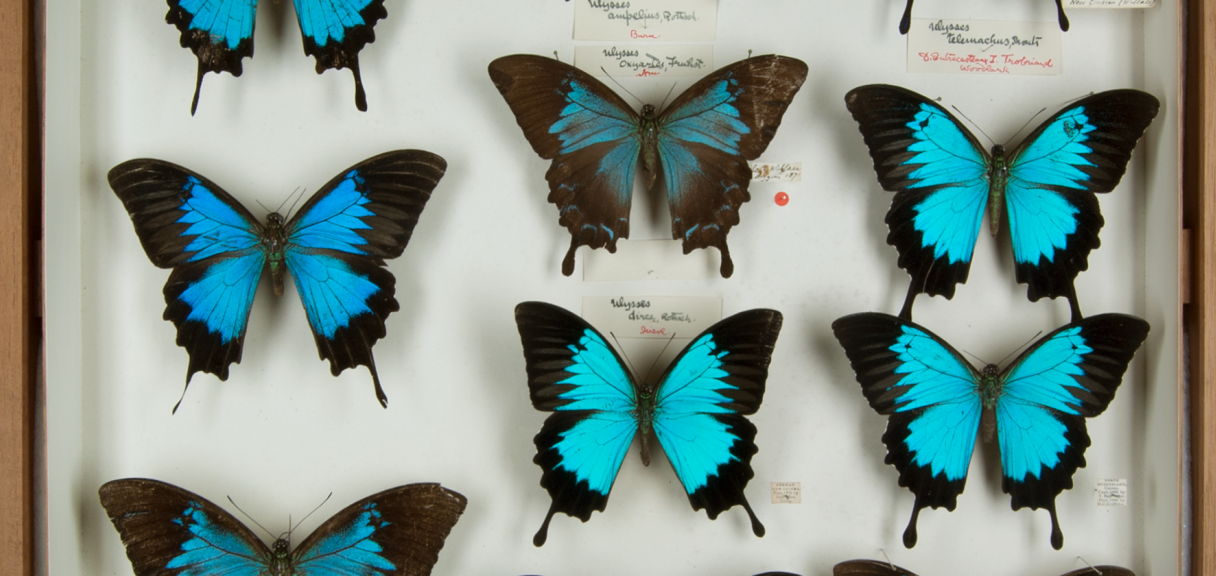 Alfred Russel Wallace | Oxford University Museum of Natural History